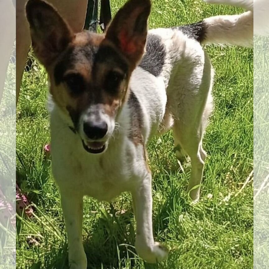 Отдам собаку в добрые руки бесплатно