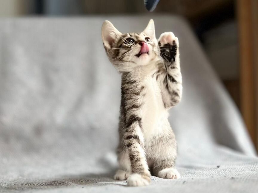 Котенок в добрые руки