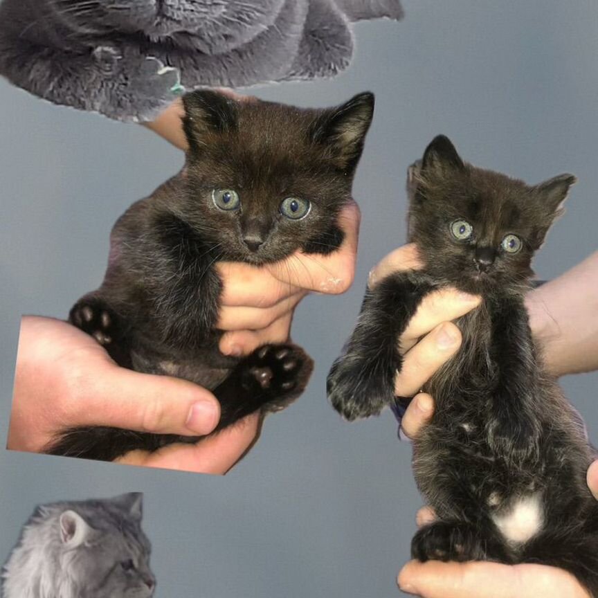 Котята в добрые руки (помесь Британца и Мейкуна)