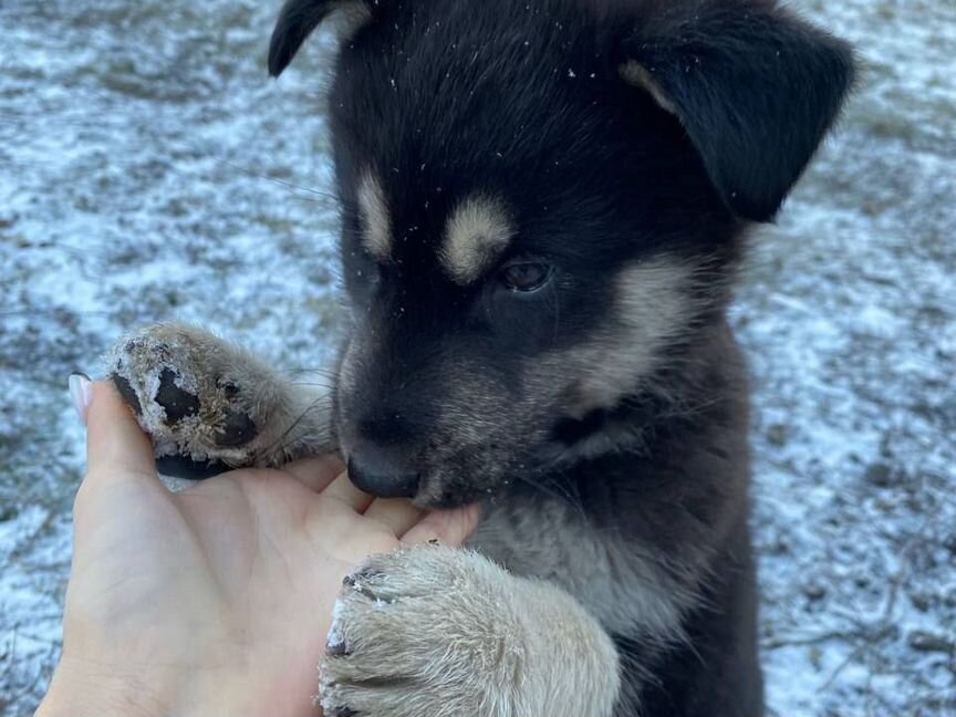 Отдам щенят бесплатно в добрые руки