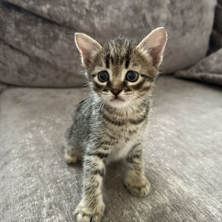 Котята в добрые руки бесплатно