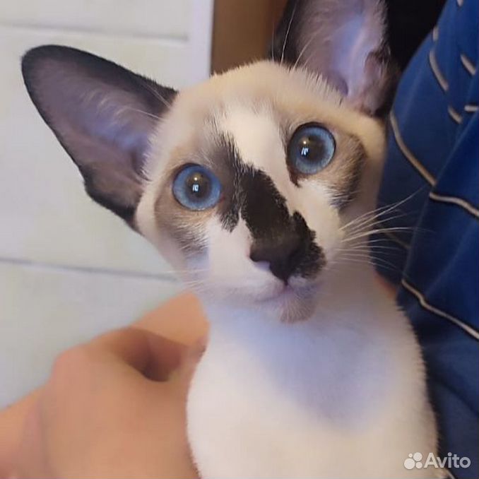 Ориентальный котенок мальчик 3 месяца