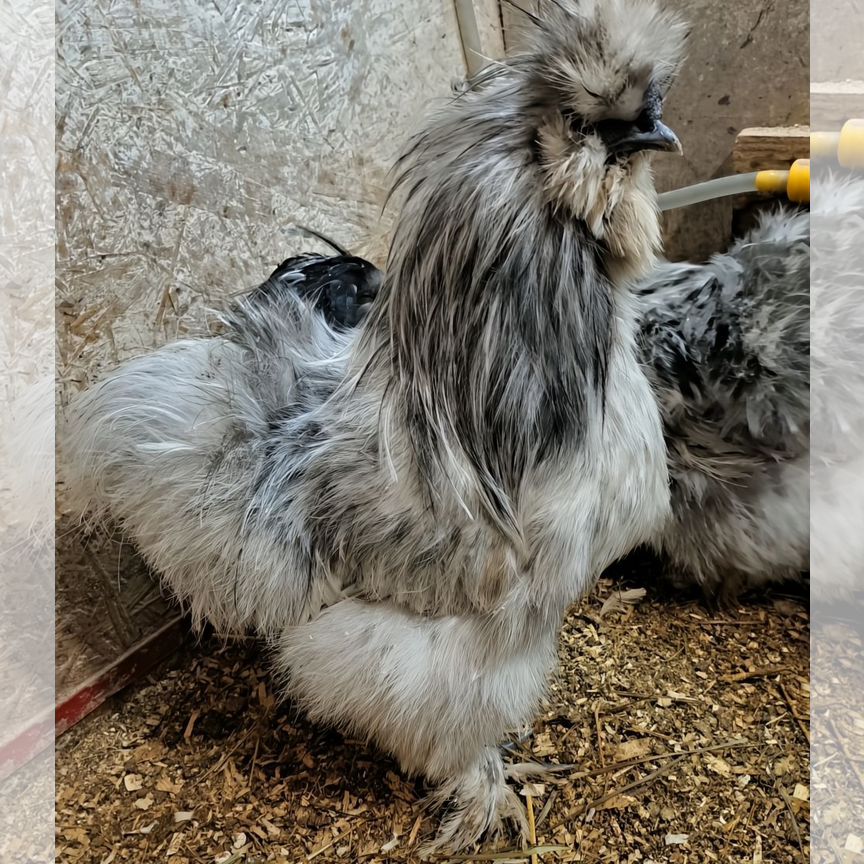 Китайские шелковые куры семья