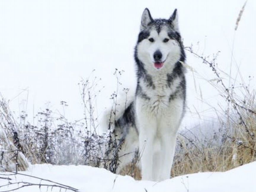 Аляскинский маламут щенки