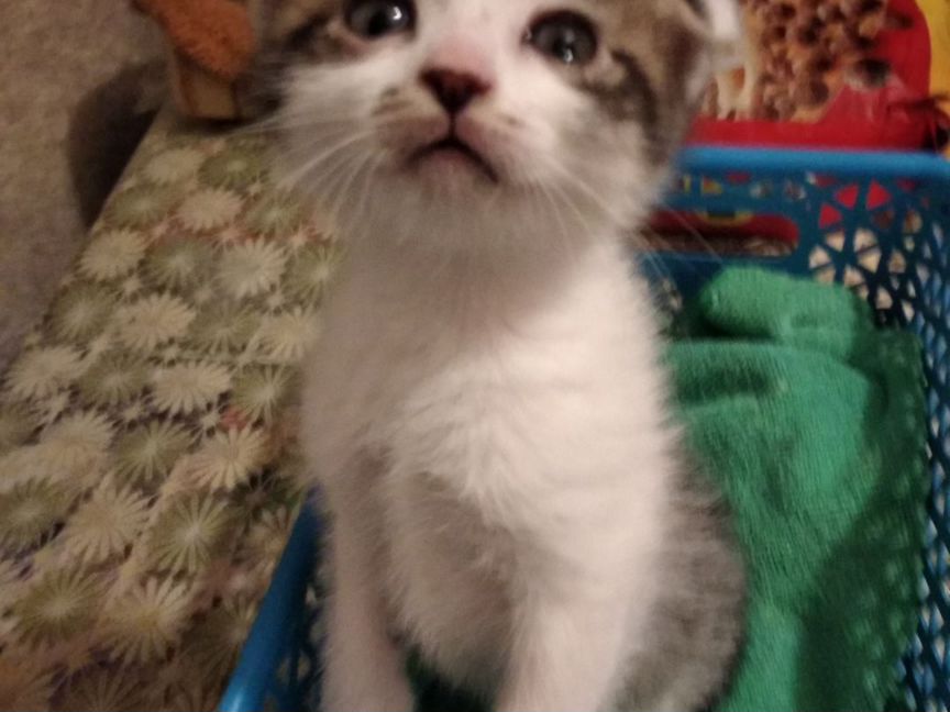 Котенок.Вислоухая девочка.1 мес.10дн