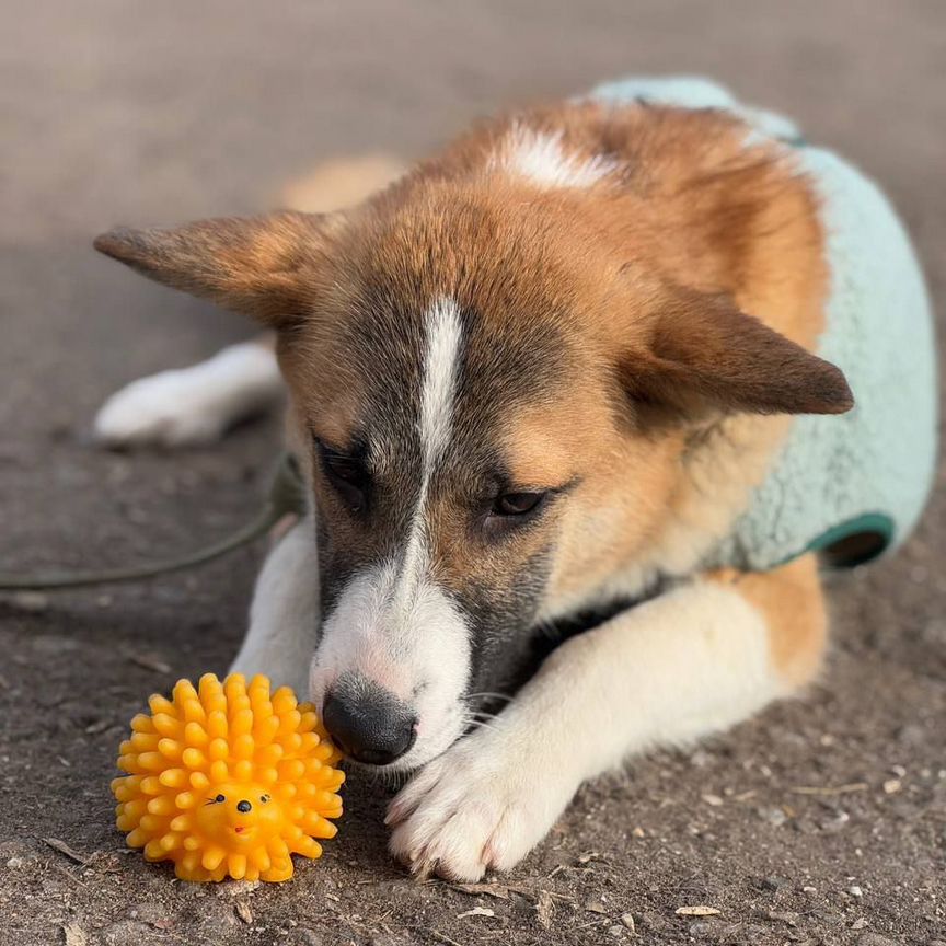 Малышу щенку Марио сложно вырасти в приюте