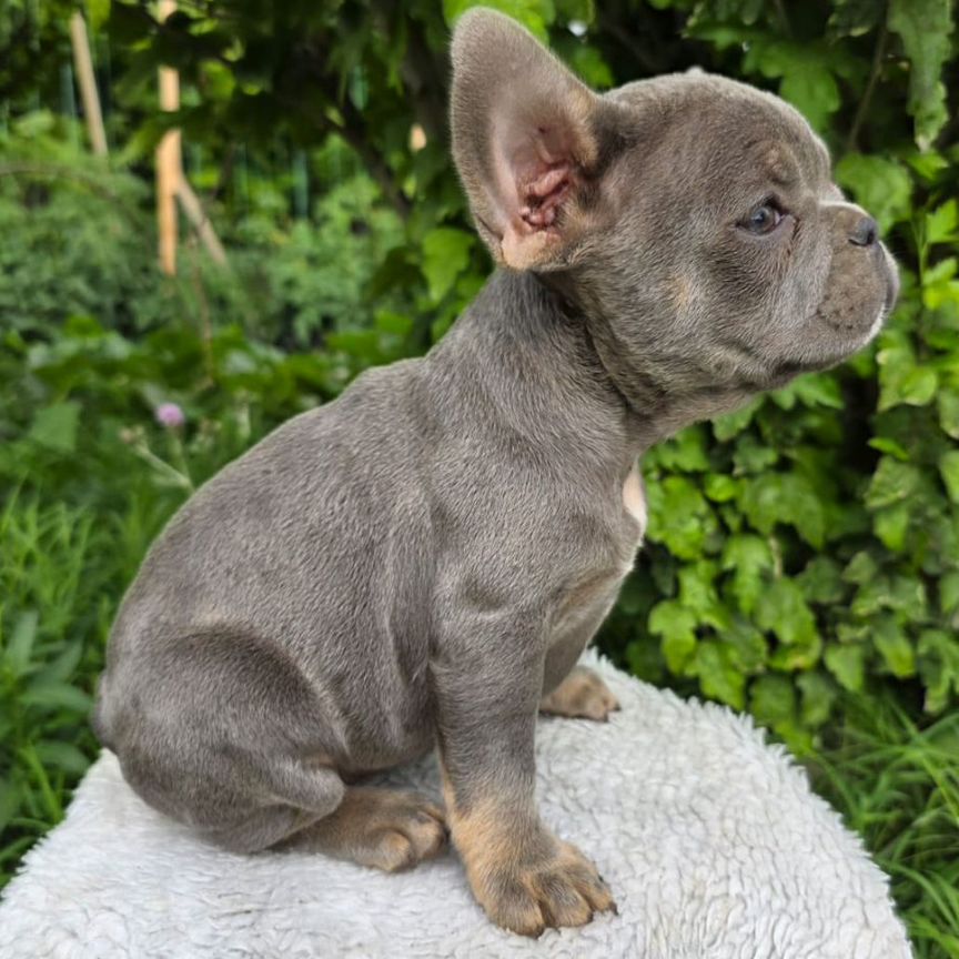 Французский бульдог, щенок