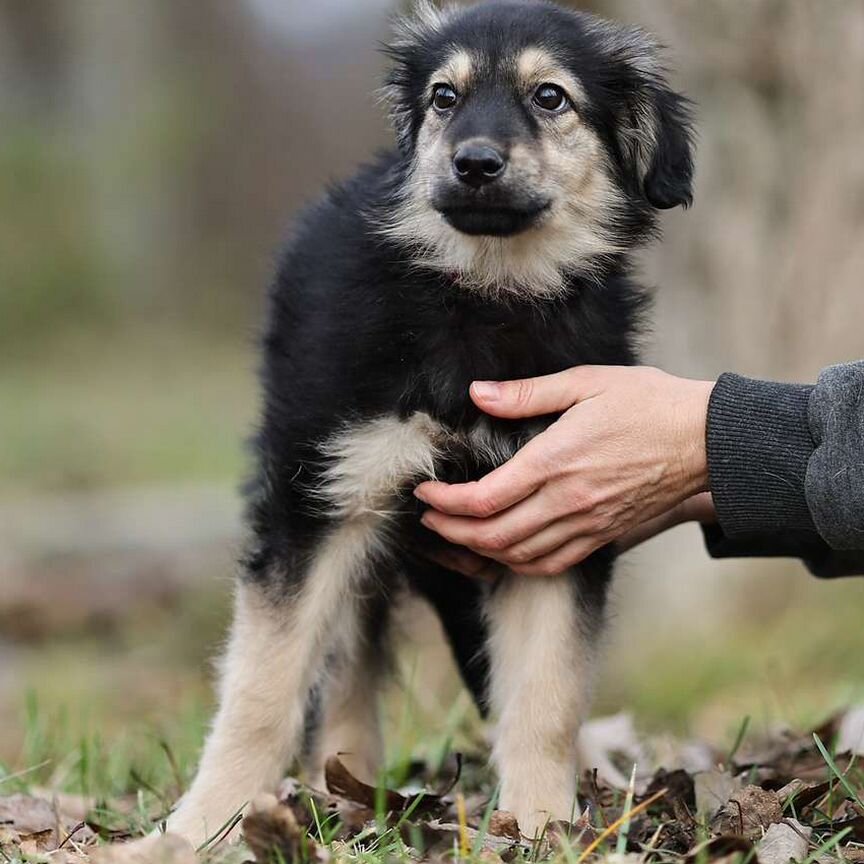 Щенок в добрые руки