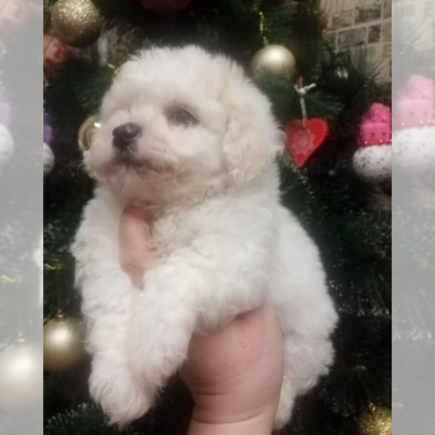 Бишон фризе, щенок