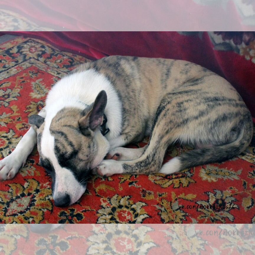 Щенок подросток в добрые руки