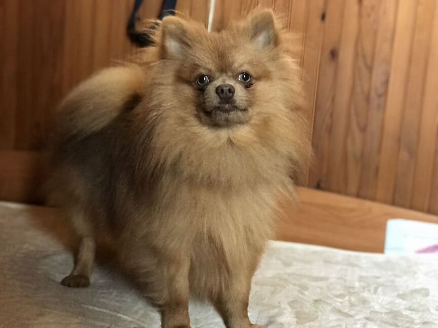 Померанский шпиц вязка