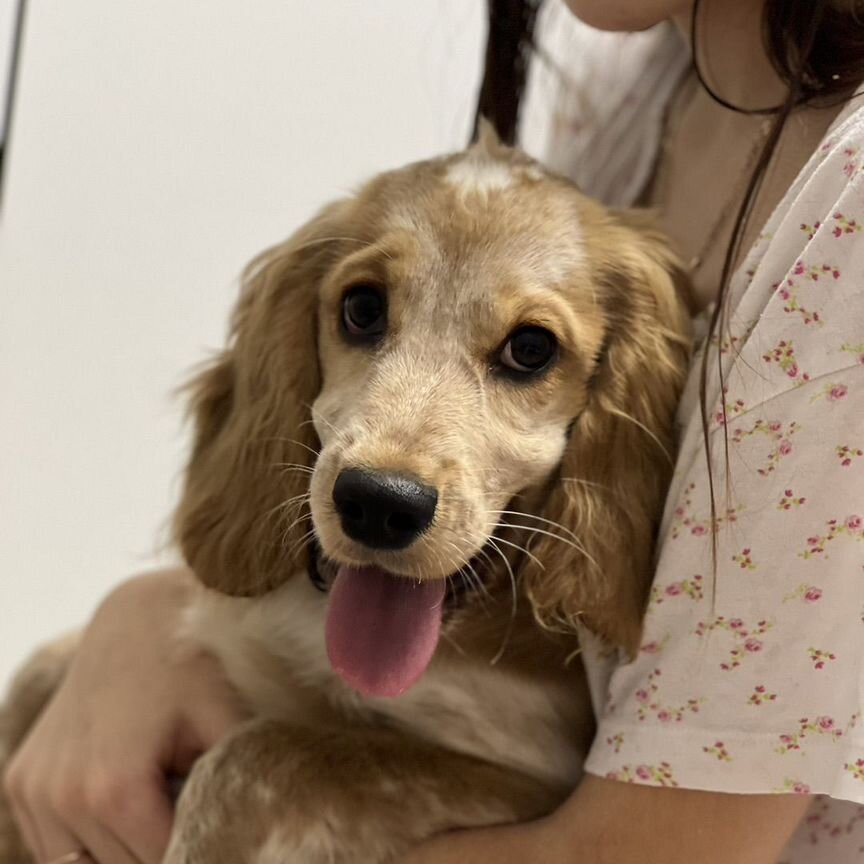 Собака в добрые руки