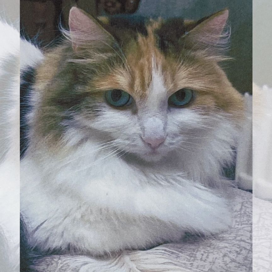 Взрослая кошка в добрые руки