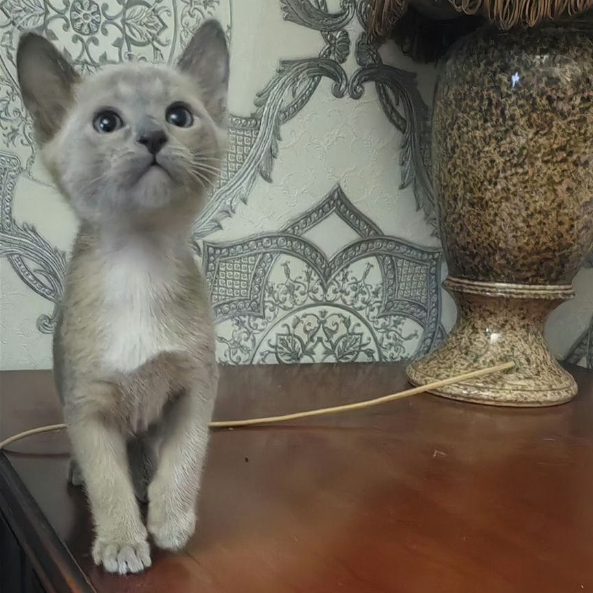 Котик голубого окраса