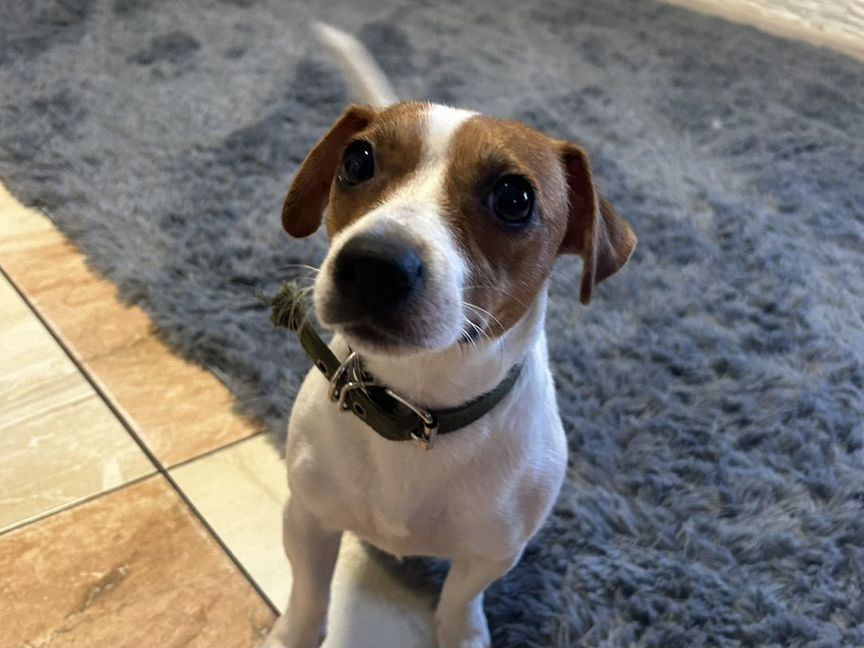 Собака в добрые руки