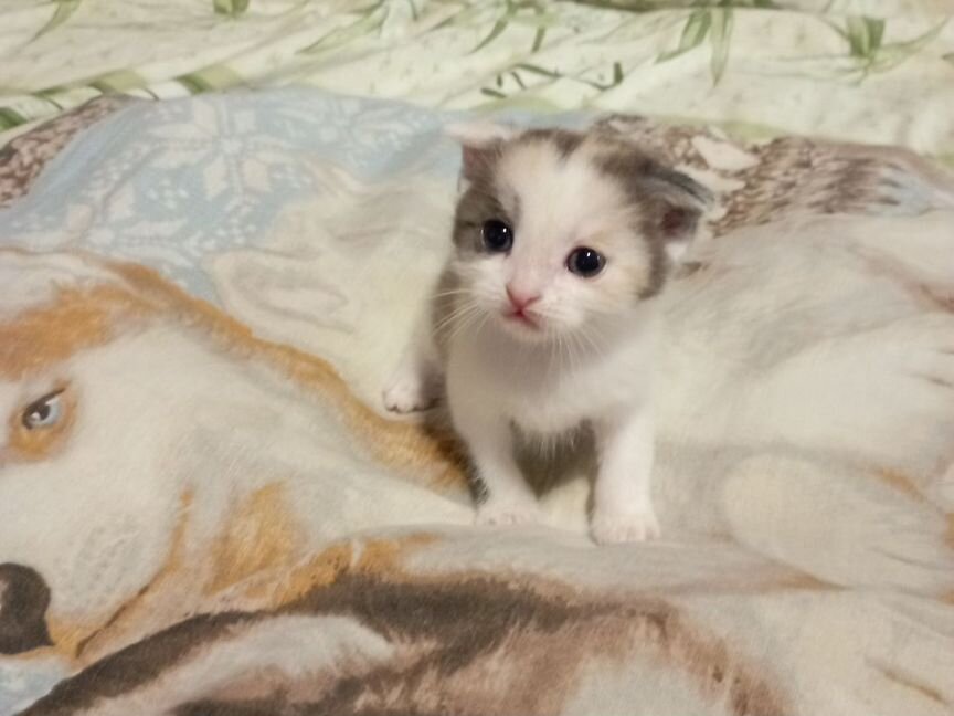 Вислоухие котята