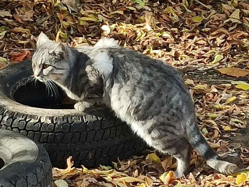 Кот на улице