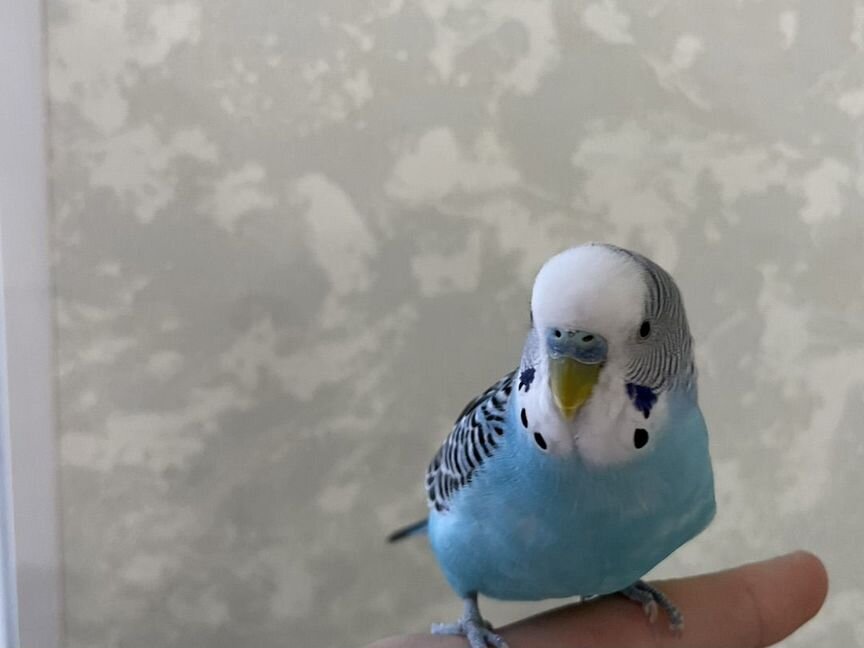 Волнистый попугай мальчик