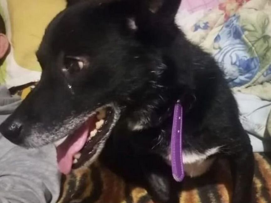 Маленький пёсик хочет домой