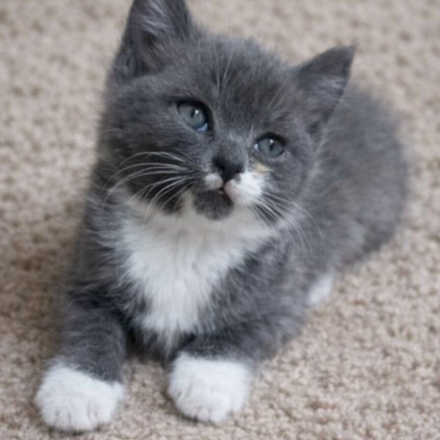 Британский короткошёрстный котёнок