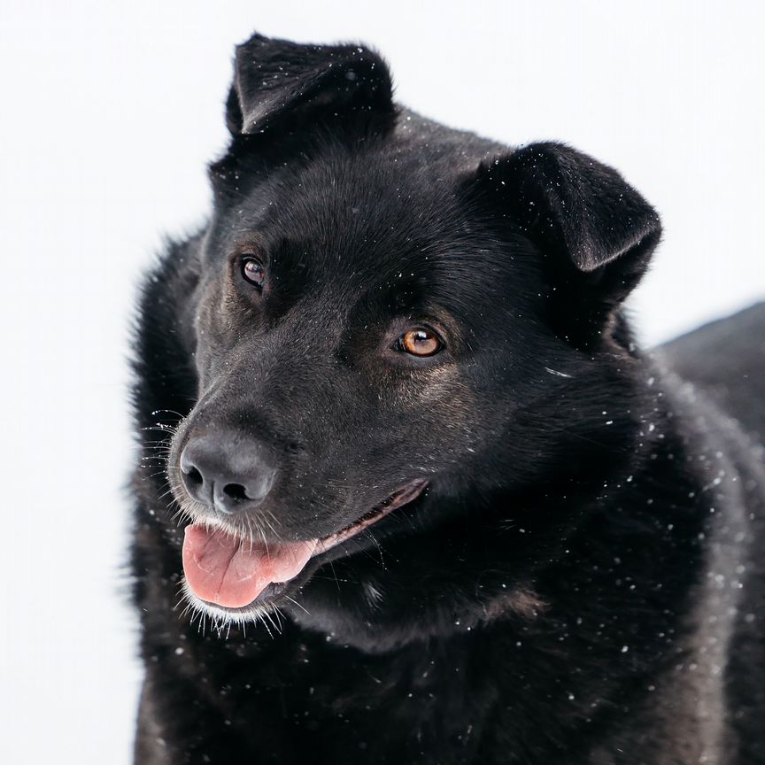 Роковой брюнет Петр ищет дом