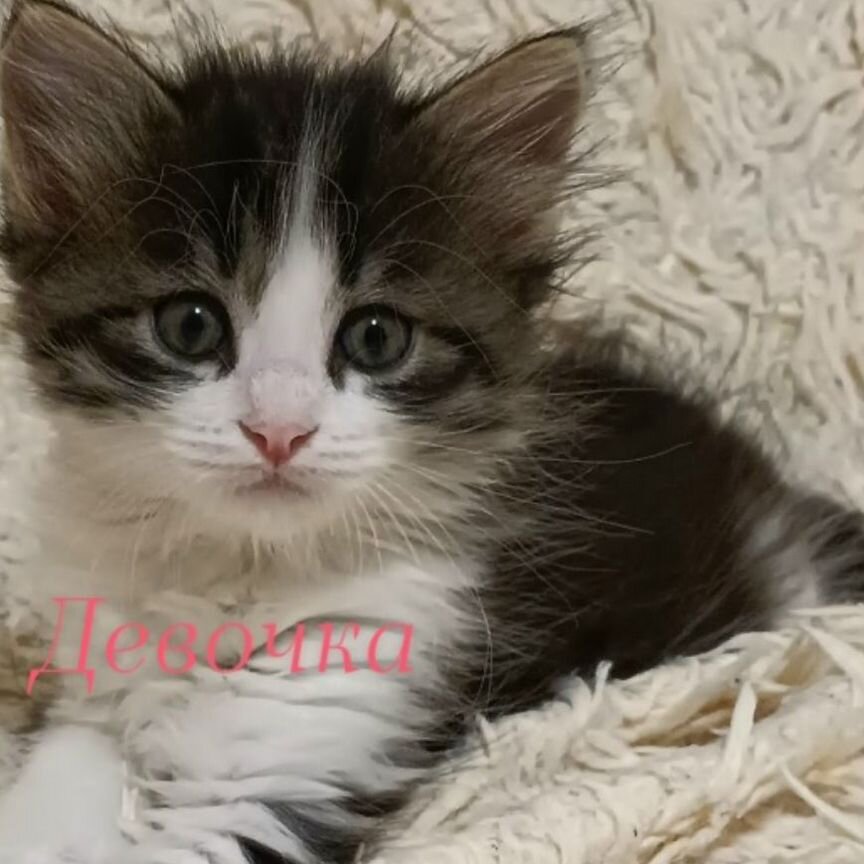 Котёнок в добрые руки