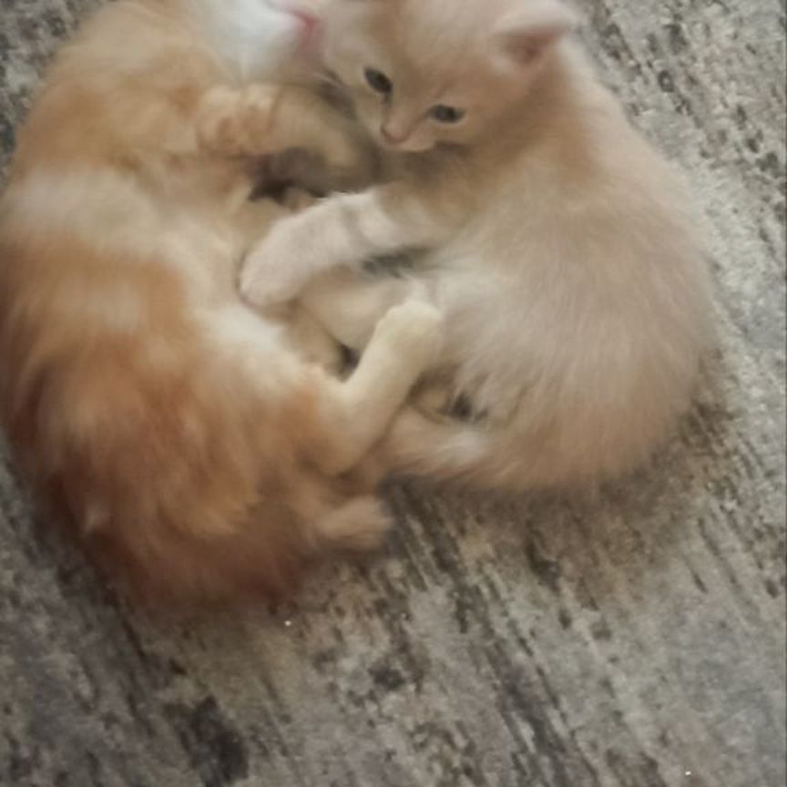 Котята в добрые руки мальчики, рыжий, персиковый