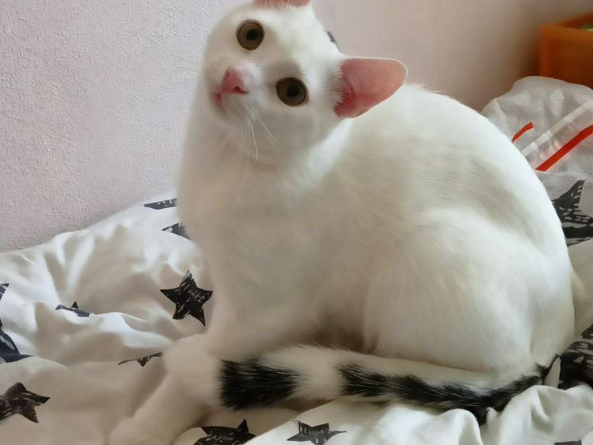 Котëнок ищет дом / белый с пятнышками