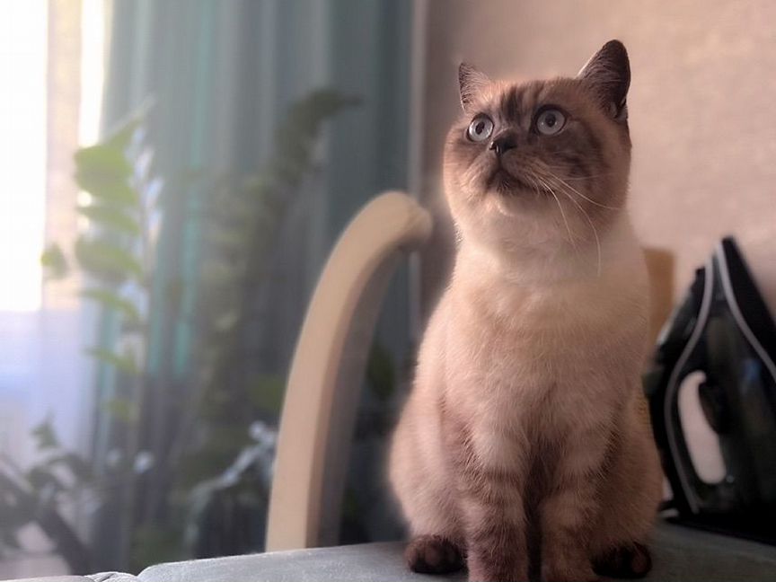 Кот ищет дом