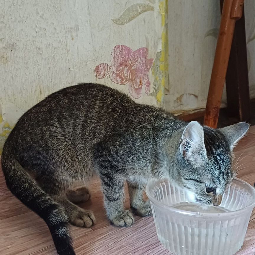 Котейчик 3 мес в семью