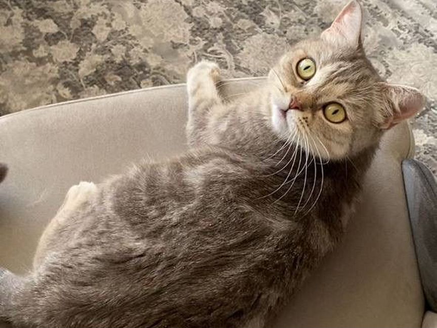 Кошка шотландская мраморная в добрые руки