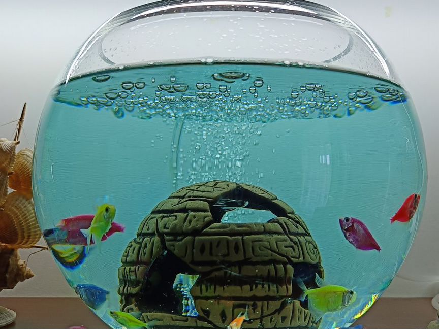 Тернеции крупные