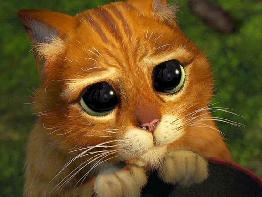 Котенок рыжий бесплатно