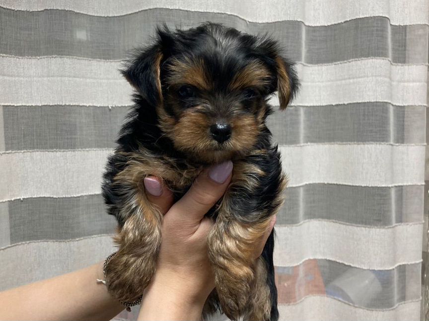 Йоркширский терьер мини беби фейс