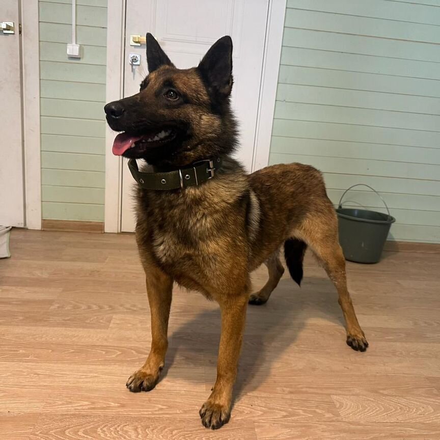 Бельгийская овчарка малинуа в добрые руки