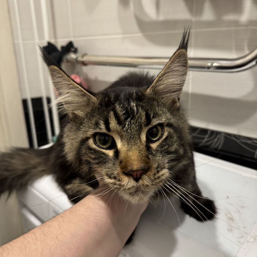 Отдам мейн-кун