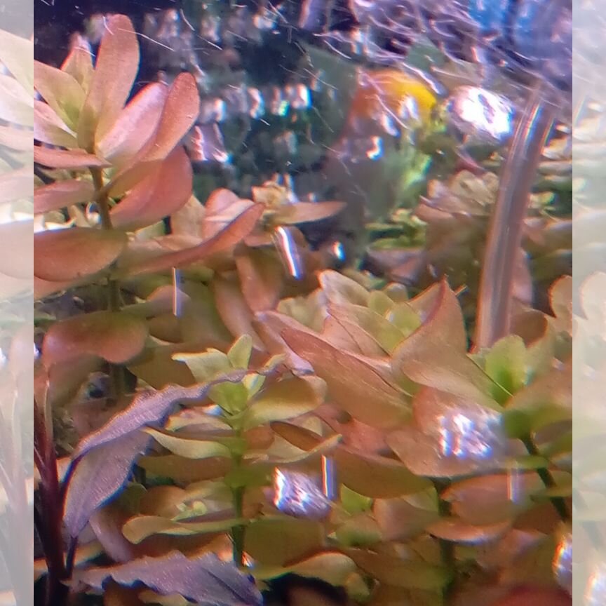 Бакопа Каролинская (Bacopa caroliniana)