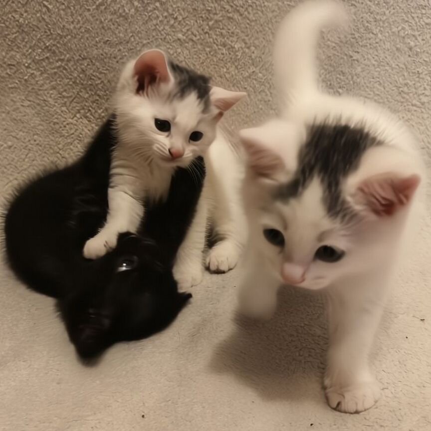 Котёнок в добрые руки