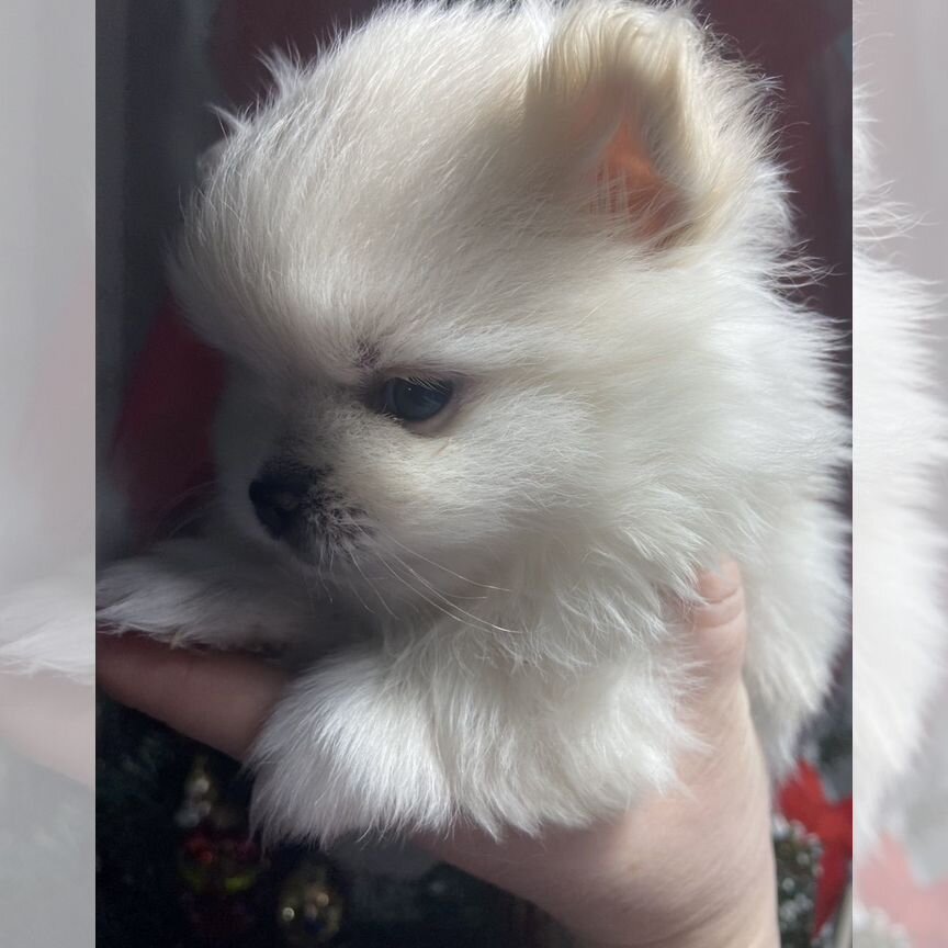 Померанский шпиц, щенок