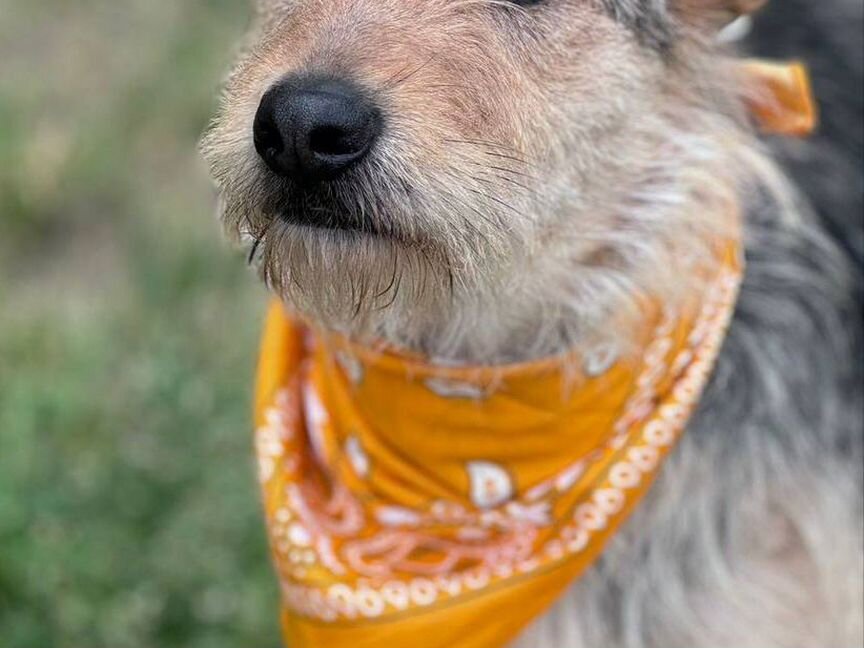 Я остался без хозяина