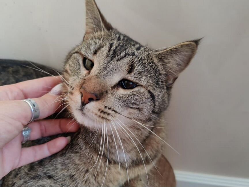 Котята ищут дом