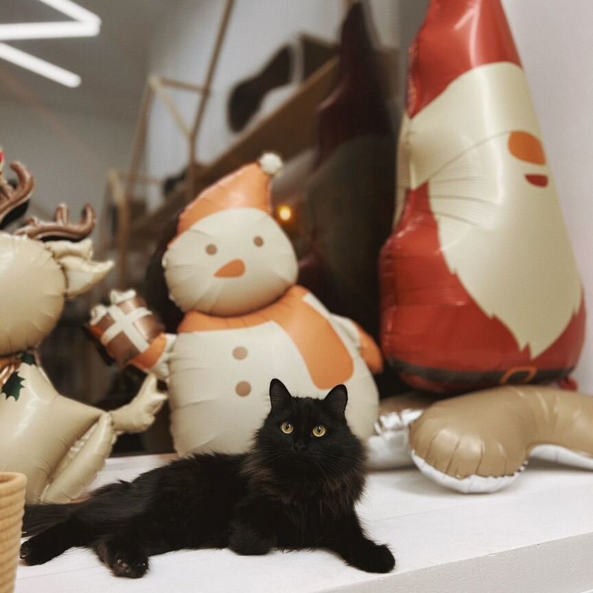 Оливия ищет дом