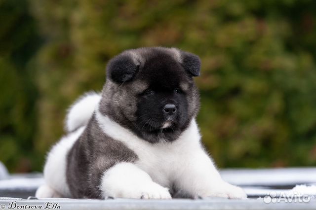Щенки Американской акиты купить в Москве | Животные и зоотовары | Авито