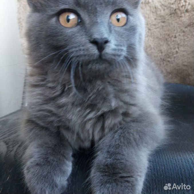 Котёнок ответственным людям