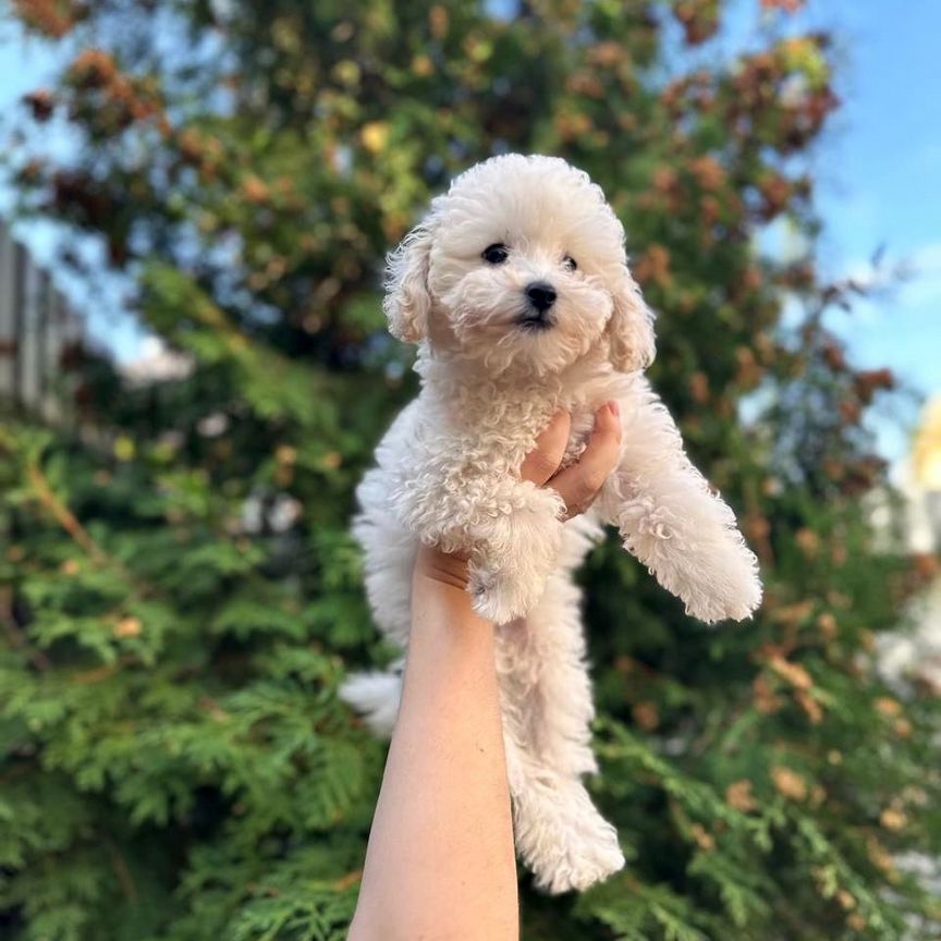 Той Пудель мальчик с документами