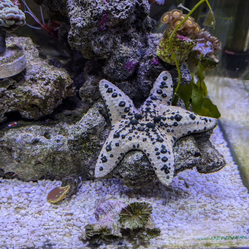 Морская звезда пентацерастер