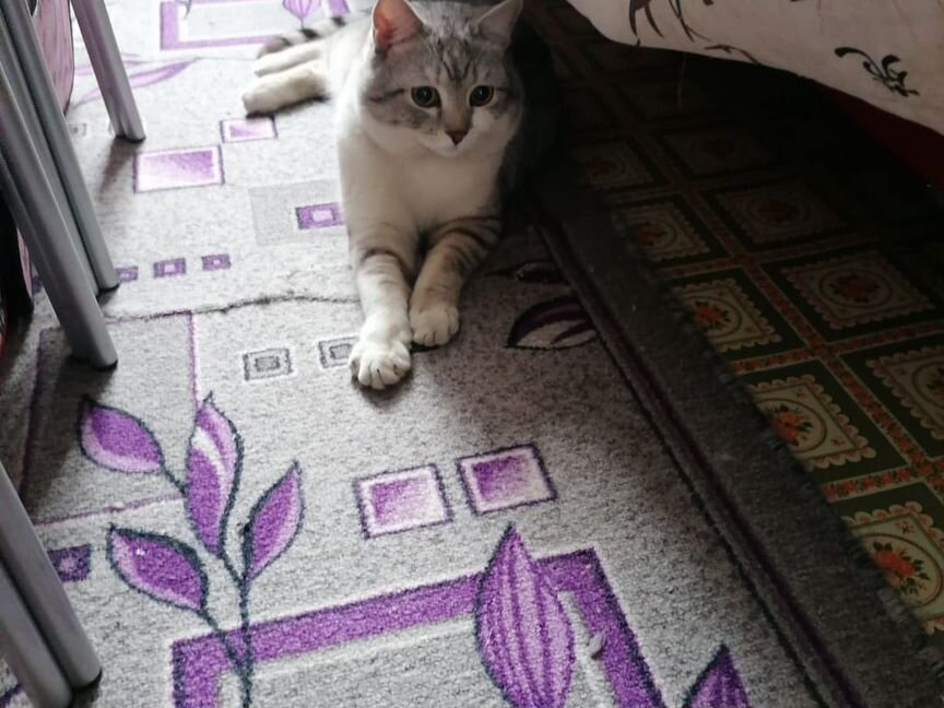 Кот