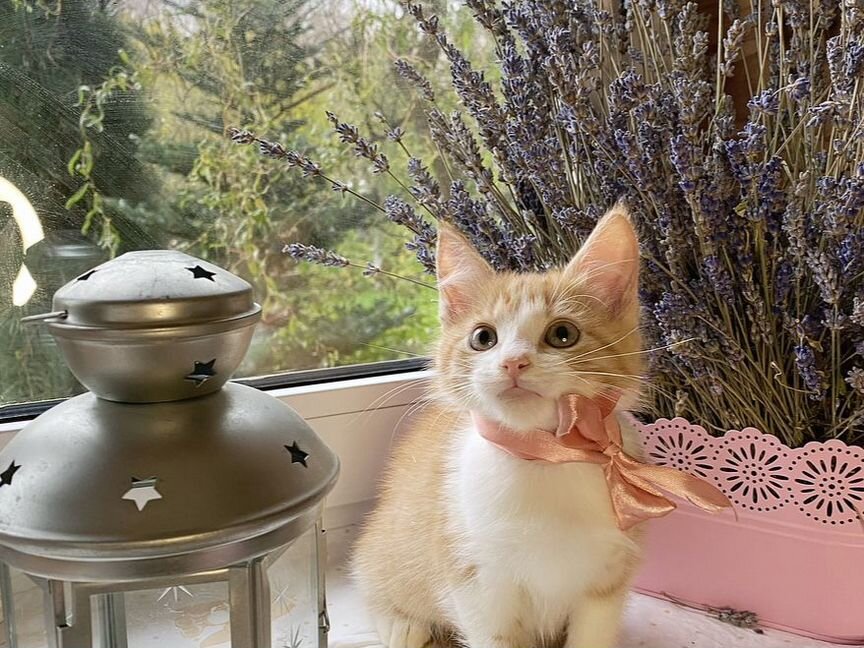 Лисунька в поисках семьи