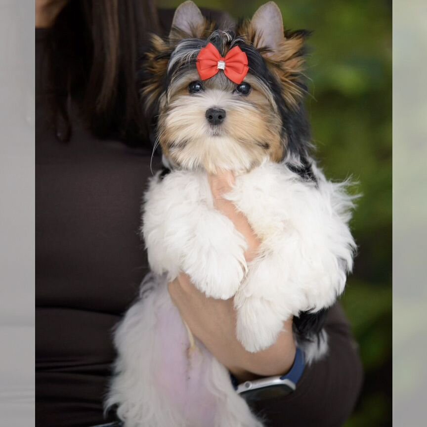 Бивер-йоркширский терьер, щенок