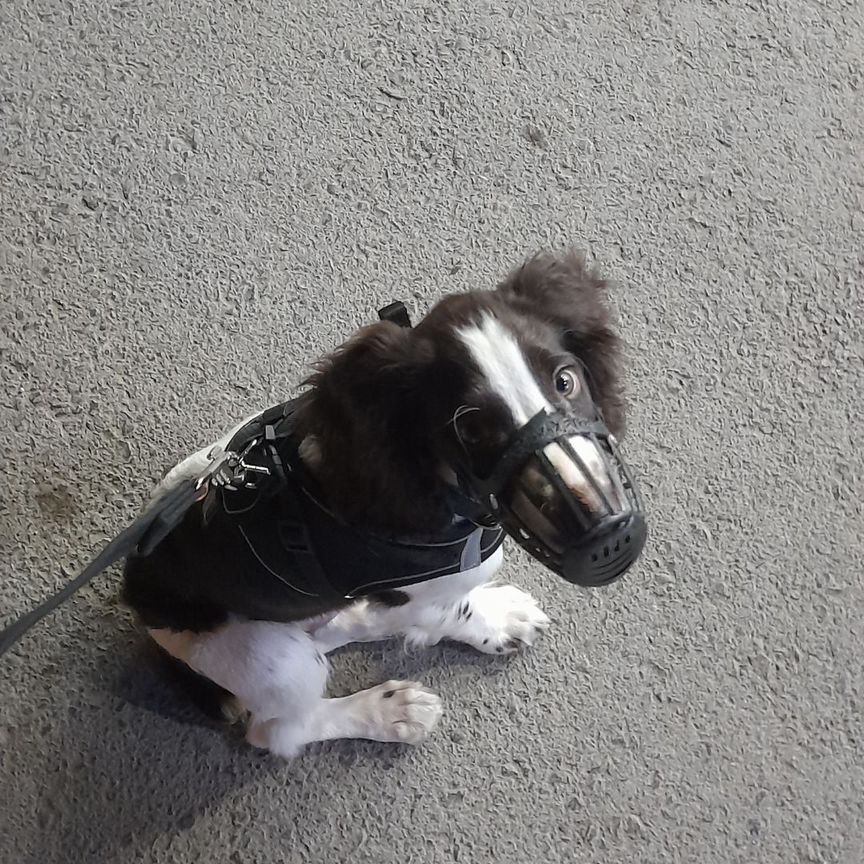 Русский охотничий спаниель